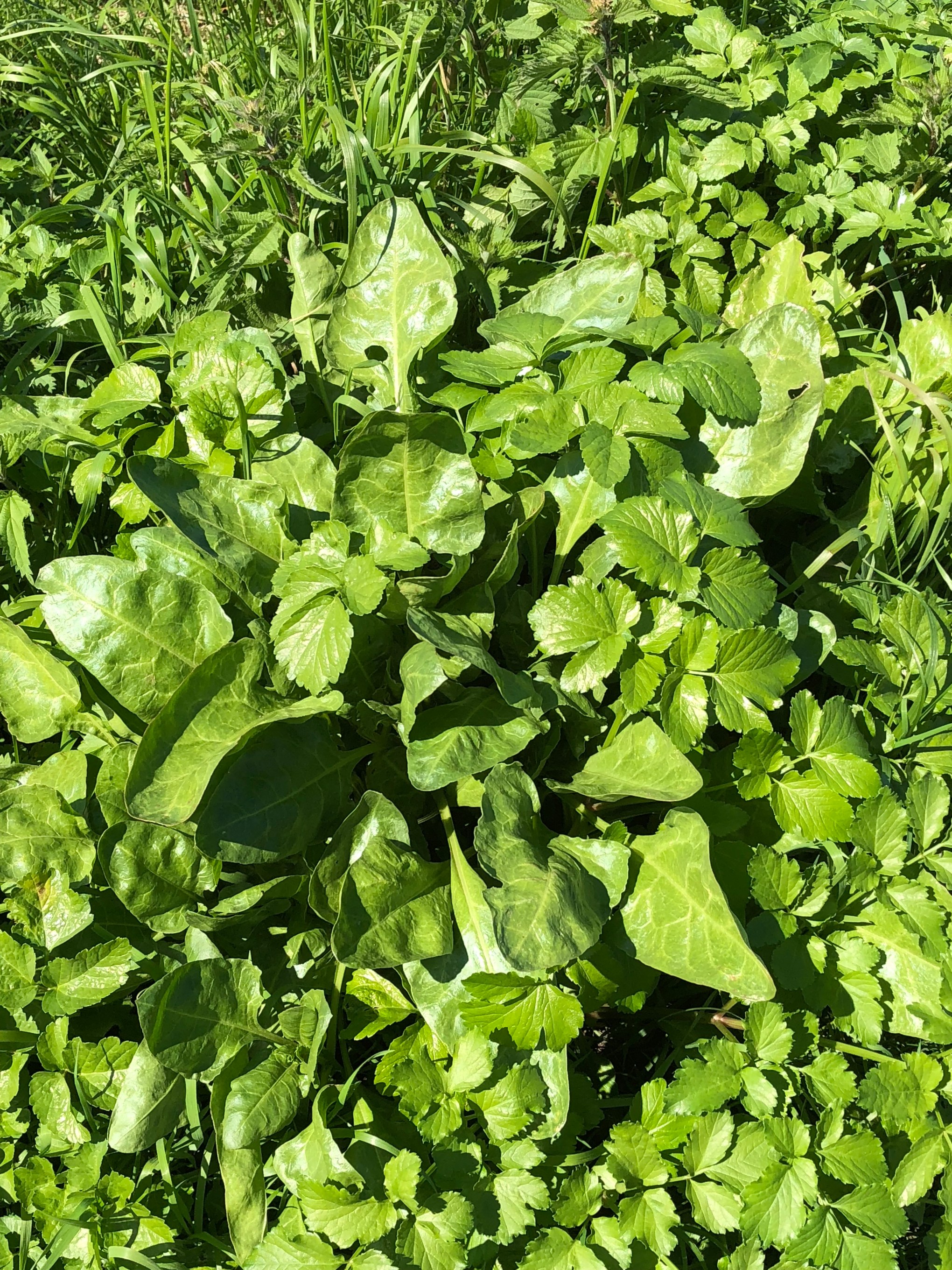 Sea Beet and Potato Curry | CHILLI & MINT