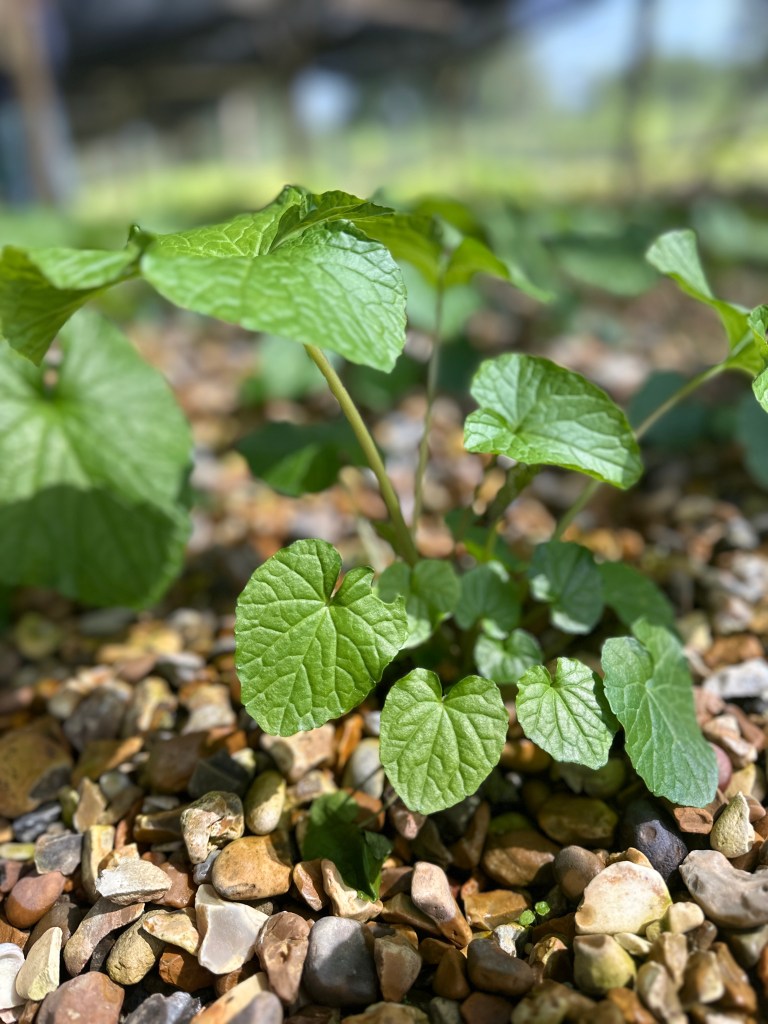 CHILLI & MINT | Torie True's cooking with herbs and spices and a ...