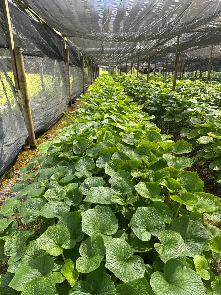 CHILLI & MINT | Torie True's cooking with herbs and spices and a ...